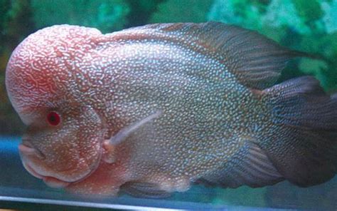 9 Jenis Ikan Hias Louhan Lengkap Beserta Gambar Dan Foto