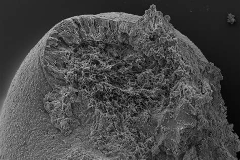 Scientists Grow A Notochord For The First Time In The Lab