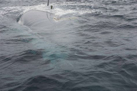 Yacht Kentert Fast 2000 Kilometer Vor Der Küste Der Spiegel