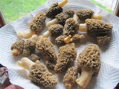 吉木薩爾縣研發試種珍稀食用菌 羊肚菌 每日頭條