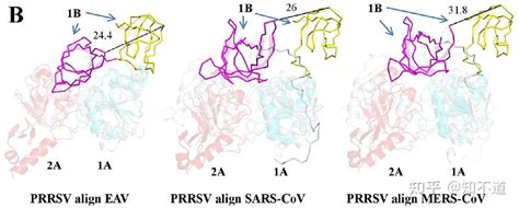 Prrsv Helicase（蓝耳病毒解旋酶）的结构特点 知乎