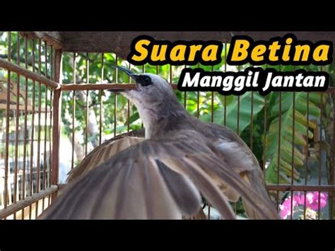 Kicau Trucukan Gacor Betina Memanggil Jantan Bikin Ropel Panjang Mudah