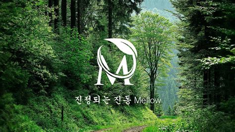 짙은 초록빛 숲속에서 자연을 만끽하며 듣는 피아노 연주곡 YouTube Music