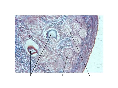 Cat Ovary 2 Diagram Quizlet