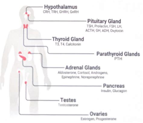 Endocrine System Flashcards Quizlet