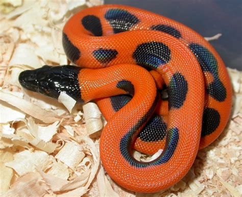 Bismarck Ringed Python Facts Pictures And Questions