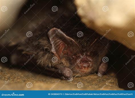 Western Barbastelle Barbastelle Or Barbastelle Bat Barbastella Barbastellus Hibernating Bat