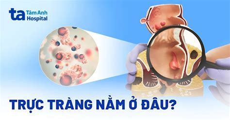 Dây chằng đầu gối bao gồm những gì Cấu tạo và chức năng