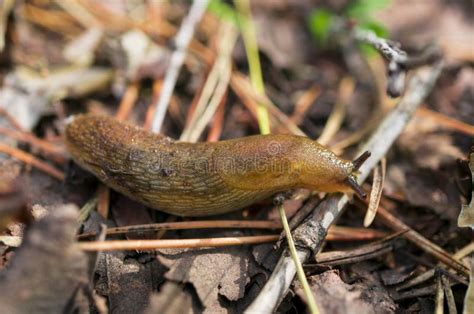 Crawling Slug Stock Image Image Of Milky Gastropod 71078109