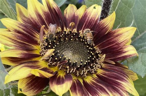 Honey Bees On Ruby Passion Sunflower R Flowers