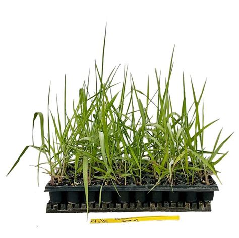 Panicum Amarum Panicum Amarum Bitter Switchgrass From American Farms