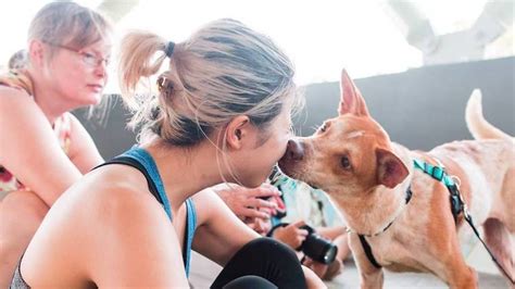 9 Best Animal Shelters To Adopt A Dog Or Cat In Singapore
