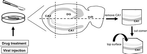 Post Embedding Immunogold Labeling Of Synaptic Proteins In Hippocampal