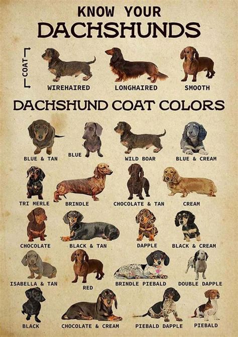 Types Of Small Medium Large Terrier Breeds With Pictures Artofit