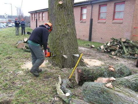 Tree Surgery Gallery Orchard Street Tree Surgeons Tree Surgeons