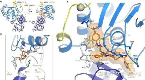 【nature】背靠背，拜耳和诺华同时披露合成致死靶点wrn的新型抑制剂 知乎