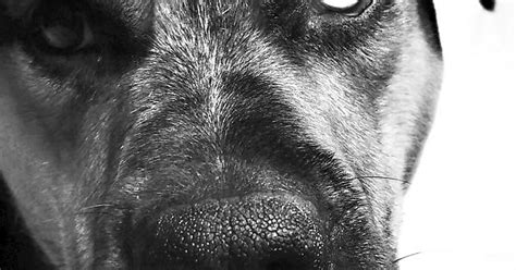 Imgurians Meet My Beautiful Odin Pupper Album On Imgur