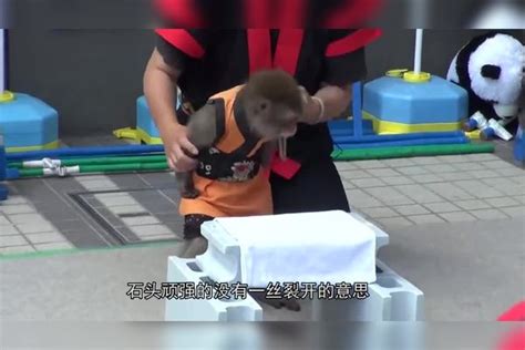 饲养员不给奖励惹怒虎鲸，直接掀起千层浪，现场游客遭殃！千层浪奖励游客