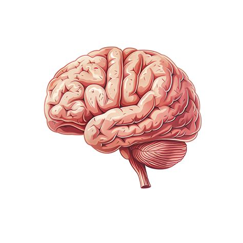 Human Brain Anatomy Detailed Medical Illustration Depicting Neurons And Brain 45685910 Png