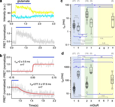 Activation And Deactivation Kinetics In Homodimeric Mglurs A Time
