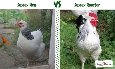 Temperament Appearance And Behaviors Of Sussex Roosters With Pictures