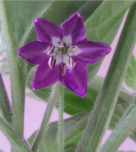 Capsicum Pubescens
