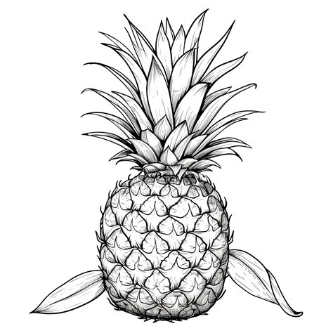 Pineapple Line Drawing