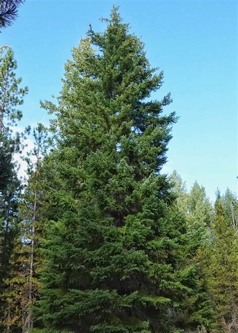 Pseudotsuga Menziesii Douglas Fir 10 000 Things Of The Pacific
