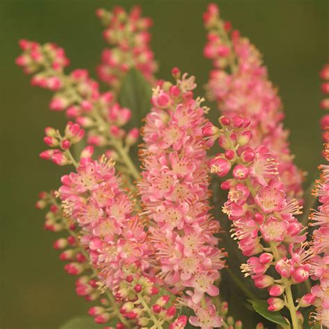 Ruby Spice Clethra Spring Meadow Wholesale Liners Spring Meadow