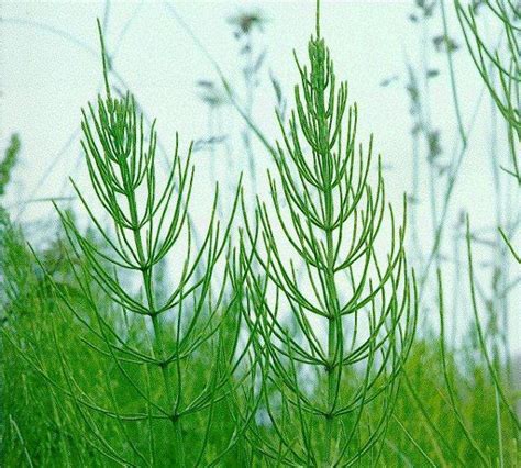 🌿🌿🌿ПРИМЕНЕНИЕ И ПОЛЬЗА ХВОЩА ПОЛЕВОГО🌿🌿 Полевой хвощ (толкачик, сосонка ...