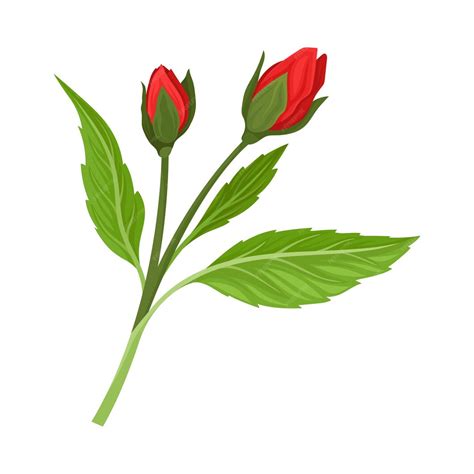 Premium Vector Red Unbudded Hibiscus Flower Tropical Flower Stem