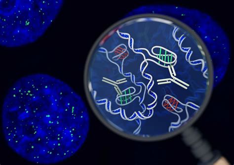 New Four Stranded Structure That Comes And Goes In The Dna