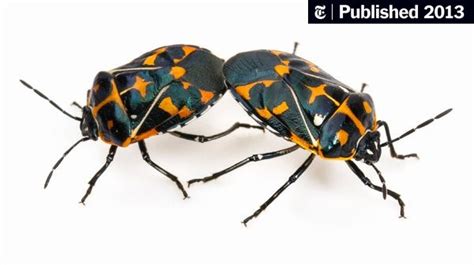 The Shocking Sex Secrets Of Insects The New York Times