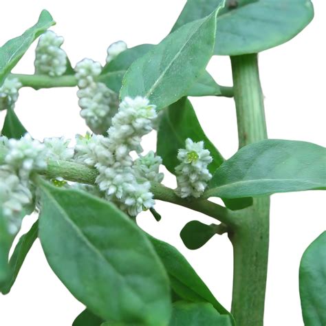 Sirupeelai Bunch Siru Poolai Poola Poo Pookadai Florist Toronto