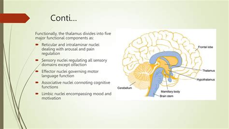 Parts Of Brain Mainly The Forebrain Pptx