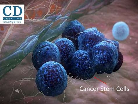 Cancer Stem Cells Creative Diagnostics Ppt