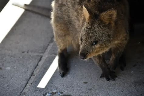 Best Places To See Quokkas In Perth Locals Expert Guide For Visitors 2025