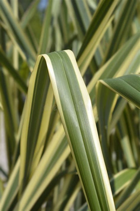 Variegated New Zealand Flax Leaves Soft Focus Abstract Natural