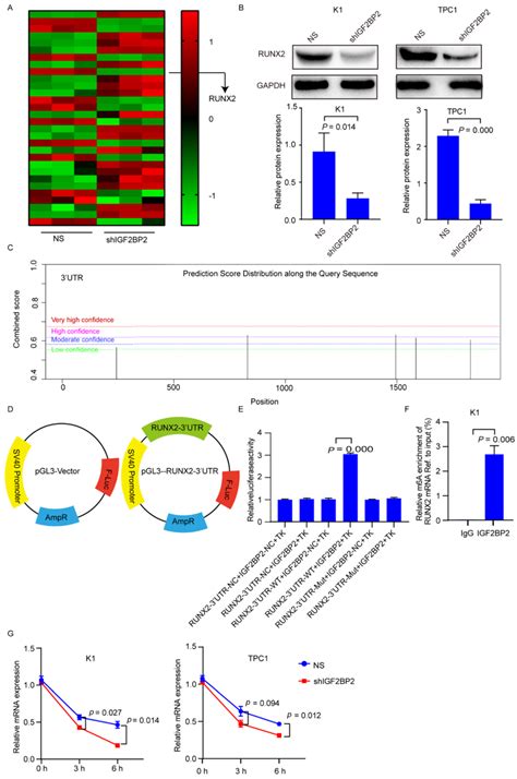 Runx2 Is A Potential Target Of Igf2bp2 A Heatmap Of Differentially
