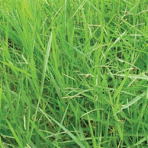 Signal Grass CV Plantamor
