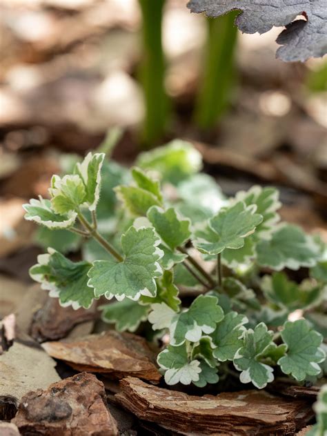 20 Types Of Weeds And How To Control Them Common Weeds In Lawns And Gardens