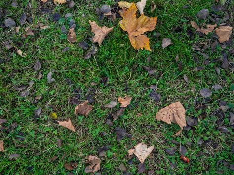 Brown Dry Leaves On Green Grass Dried Maple Leaves Autumn Concept