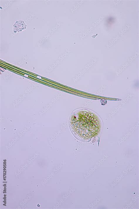 Phacus Is A Genus Of Unicellular Protists Of The Phylum Euglenozoa
