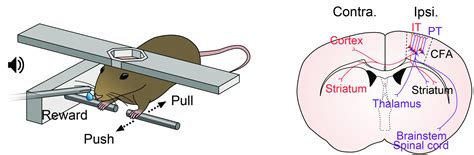 Swc Hybrid Seminar Neural Circuits For Executing Task Specific