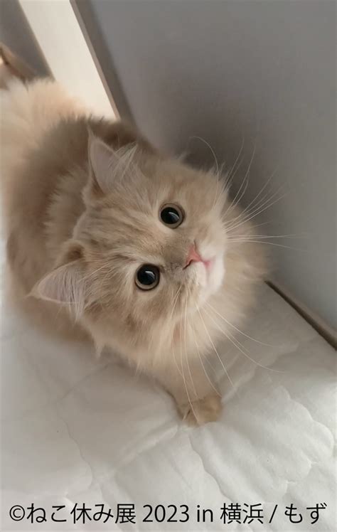 （写真）「ねこ休み展」2年ぶりに横浜上陸へ！ 冬らしい癒しの作品群を展示 イベント クランクイン！トレンド