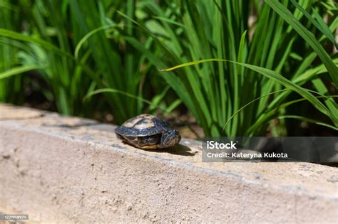 빨간 귀 테라핀 Trachemys 스크립타 예쁜 꼬마 여름 햇살에 빨간 귀 슬라이더 거북이 갈색에 대한 스톡 사진 및 기타