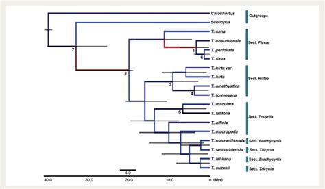 A Bayesian Inference Tree With Estimated Divergence Times Where The Download Scientific