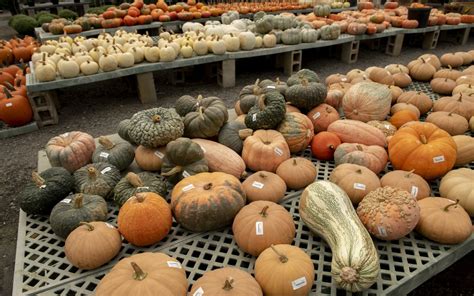 What Is The Meaning Of The Fall Harvest Bountiful Acres
