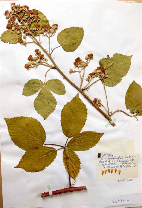Rubus Macrophyllus Weihe And Nees Rubusology