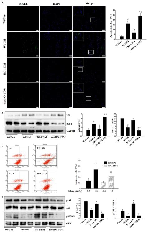 A Apoptosis Assessed By Tunel Assay In The Respective Groups Left